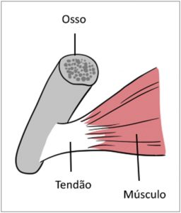 Pés Sem Dor » Tendinite-do-pé
